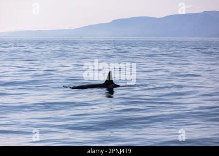 A killer whale fin while swimming into Husavik bay in Iceland and shot ...