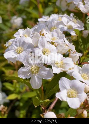 Spiraea cantoniensis, the Reeve's spiraea, bridalwreath spirea, double ...