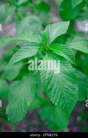 Jute mallow AKA Jew's mallow or Nalta jute plant has primary source of ...