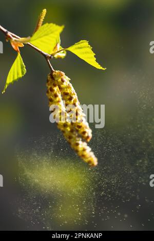 Birch pollen, blown up by the wind, is a strong allergen Stock Photo ...