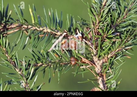 Spruce bud scale (Physokermes piceae) scale insects known as the bud ...