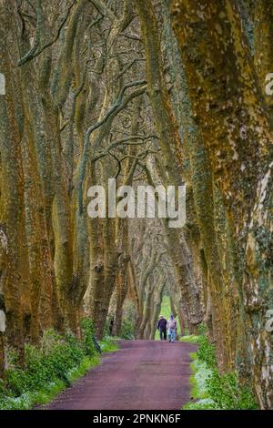 Azorean farmers walk down a dirt road between massive London Plane ...