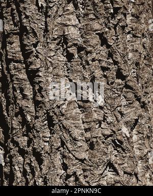 Illustration of a close-up of cork tree bark. Cork tree or ...