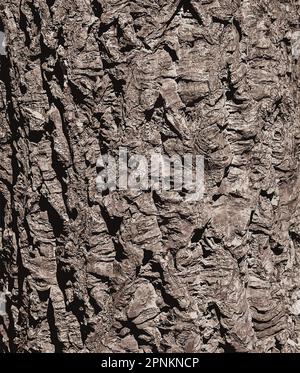 Illustration of a close-up of cork tree bark. Cork oak or Quercus suber ...
