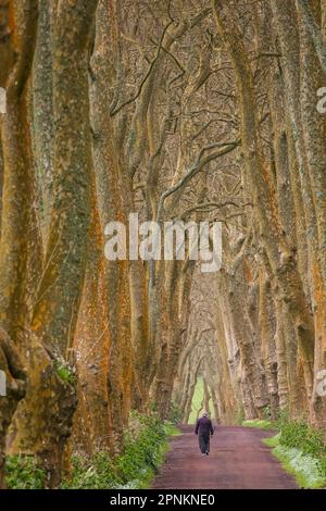 An Azorean farmer walks down a dirt road between massive London Plane ...