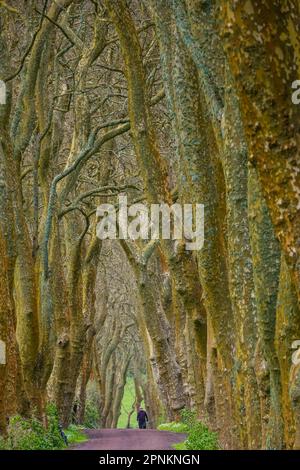 An Azorean farmer walks down a dirt road between massive London Plane ...