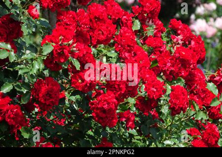 Red Roses on a bush in a garden Stock Photo - Alamy
