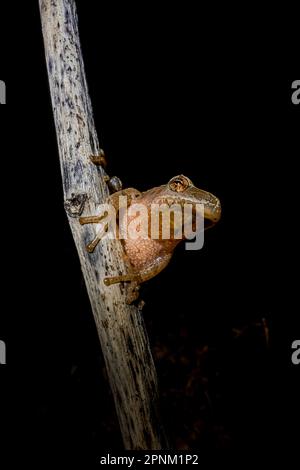 Spring Peeper (Pseudacris crucifer) from Leelanau County, Michigan, USA ...