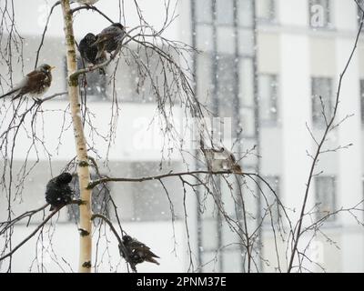 flock of thrushes, migratory birds perched on the branches of a tree ...
