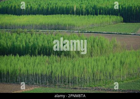 Poplar saplings seen planted in the Hevsel gardens of the World ...