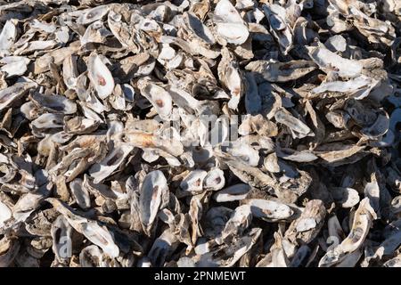Oysters shells pile collected to be recycled. Oysters waste management ...