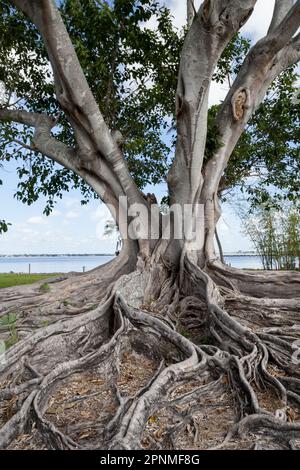 Brown woolly fig tree Ficus drupacea in Bonita Beach, Florida Stock ...