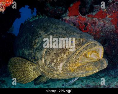 Atlantic goliath grouper (Epinephelus itajara) with open mouth at ...