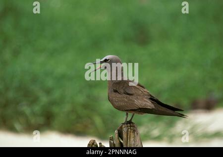 Side view of Common noddy (Anous stolidus) Lady Elliot Island ...