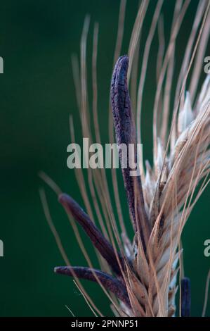botany, fungus, ergot (Claviceps purpurea), development of the ergot ...