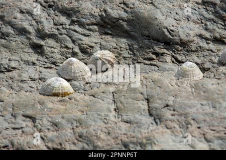 Limpets on rock in rocky shore tide pool or rock pool, Scutellastra ...