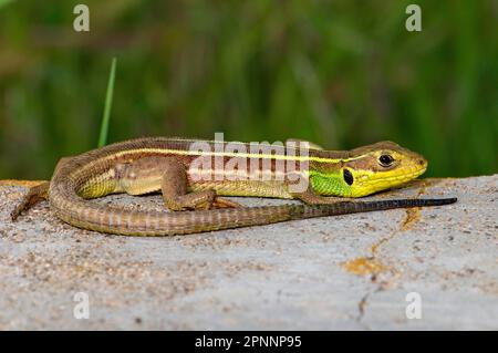 Giant emerald lizard, juvenile Stock Photo - Alamy