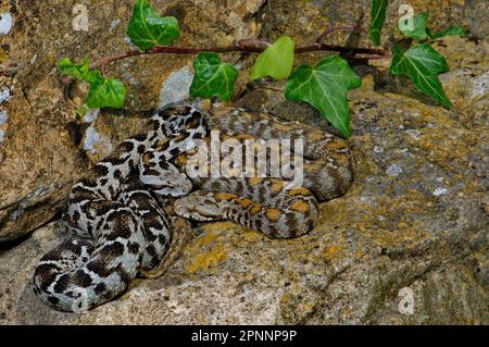 Wagner's mountain viper Stock Photo - Alamy