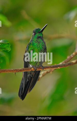 blue tailed hummingbird Stock Photo - Alamy