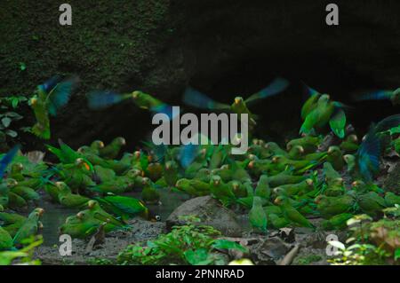 SKobalt-winged Parakeets and Golden-cheeked Parrots Stock Photo - Alamy