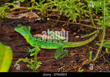 Frontal lobe basilisk, Costa Rica Stock Photo - Alamy