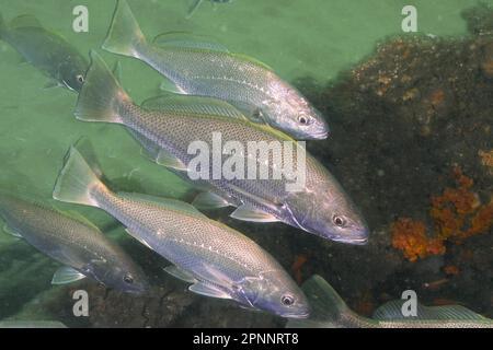 Japanese eagle fish (Argyrosomus japonicus), Aliwal Shoal dive site ...