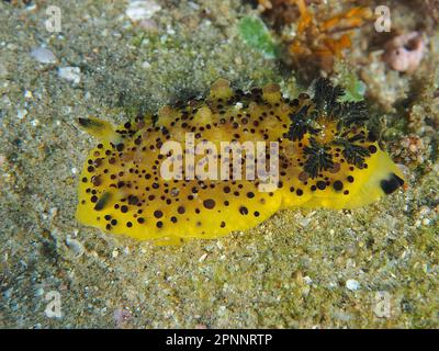Dark spotted doris (Doris) . Dive site Sodwana Bay National Park ...