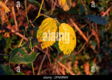 very damaged Autumn Beech leaf isolated on a natural green background ...