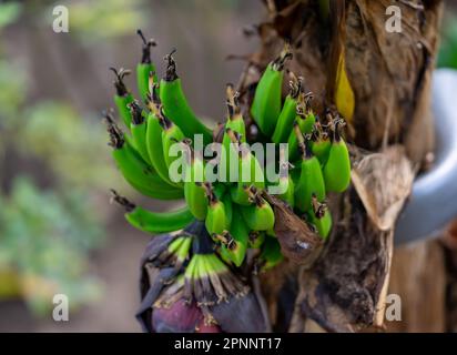 Mini banana tree plantation in nature with daylight, in a rural area ...