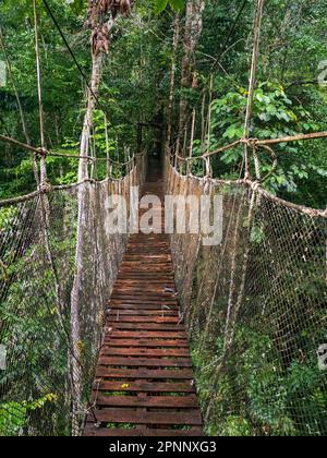 Amazon Natural Park Canopy Walkway. Canopy cable bridge for tourists in ...