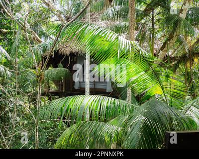 Glamping accommodation in the Amazon rainforest. Wooden treehouse ...