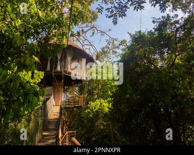 Glamping accommodation in the Amazon rainforest. Wooden treehouse ...