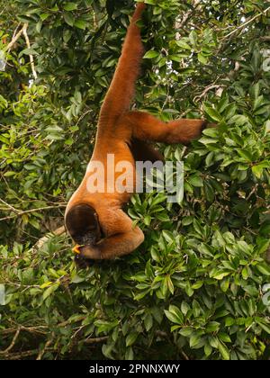 Woolly (chorongo) monkey in the Amazonia, Amazonia, Pacaya Samiria ...