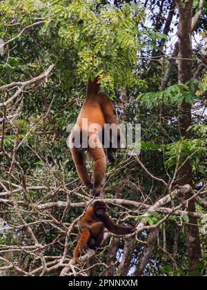 Woolly (chorongo) monkey in the Amazonia, Amazonia, Pacaya Samiria ...