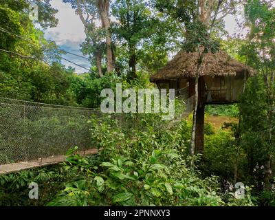 Glamping accommodation in the Amazon rainforest. Wooden treehouse ...