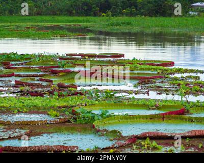 Victoria amazonica in Pacaya Samiria National Reserve. It is a species ...