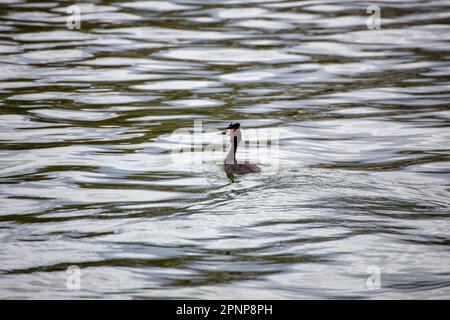 ducks in lake Pambotida Ioannina Stock Photo - Alamy