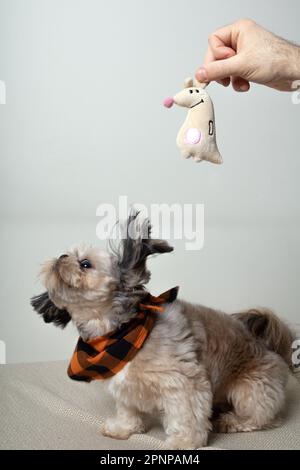 Portrait of cute joyful Shih Tzu dog flying, jumping isolated over ...