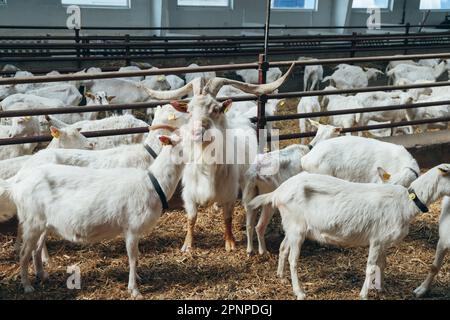 Dominator Male Goat with large Horns surrounded by Goat Females in ...