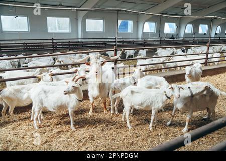 Dominator Male Goat with large Horns surrounded by Goat Females in ...