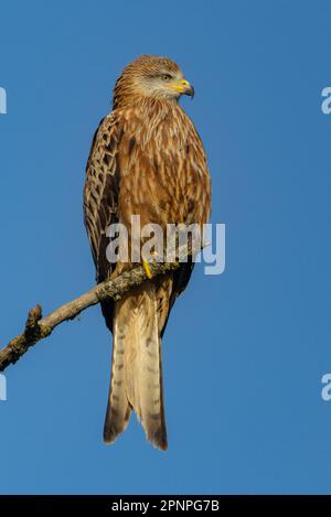 Red Kite perched in tree Stock Photo - Alamy