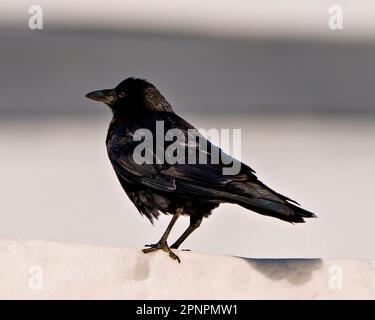 Raven close-up side view standing on snow with a soft white background ...