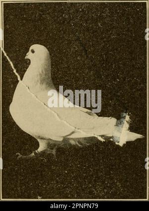 "American squab culture; a practical work on squab culture covering ...