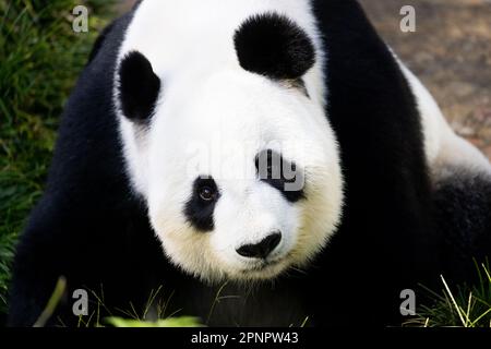 Giant Panda in Australia Stock Photo - Alamy