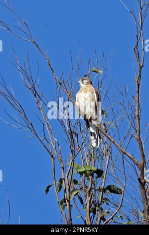 A Nankeen Kestrel (Falco cenchroides) in flight near Burns Beach, Perth ...