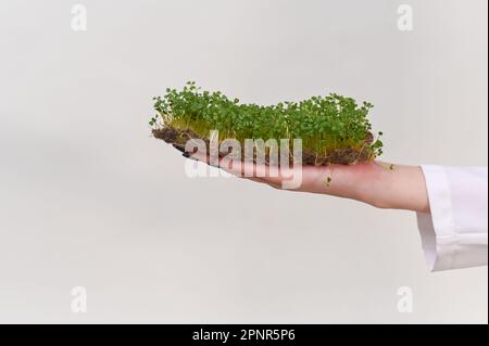 micro village, green fresh mustard grass, vegetable garden on the ...