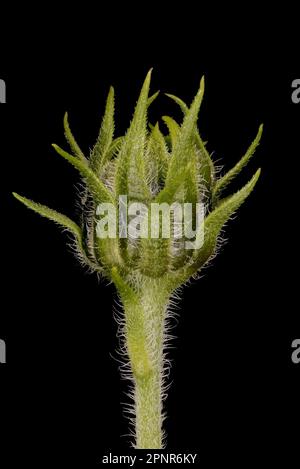 Jerusalem Artichoke (Helianthus tuberosus). Capitulum Closeup Stock ...