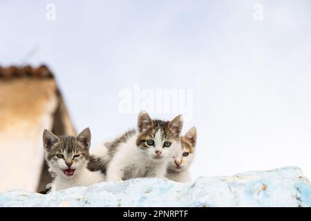 Little Cats screaming in the sky Stock Photo - Alamy