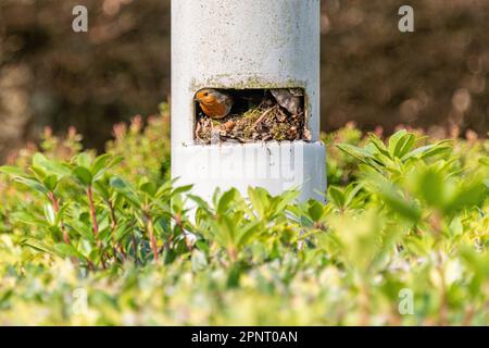 A European or British Robin Looks out of her nest that she built inside ...
