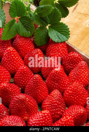 New harvest, 1 kilogram paper box of ripe red sweet Spanish strawberry ...